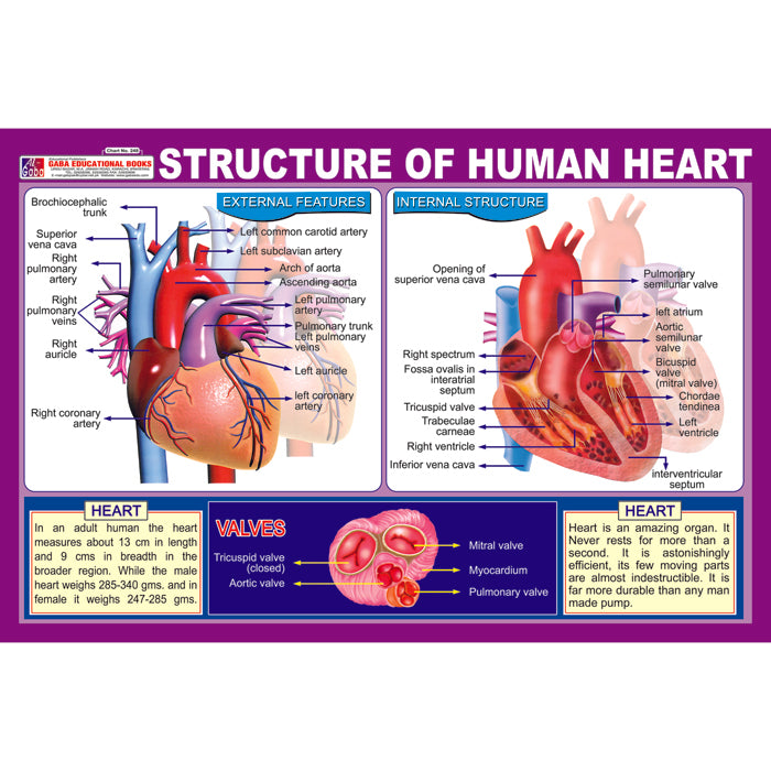 Chart No (Structure Of Human Heart) – gabaedu