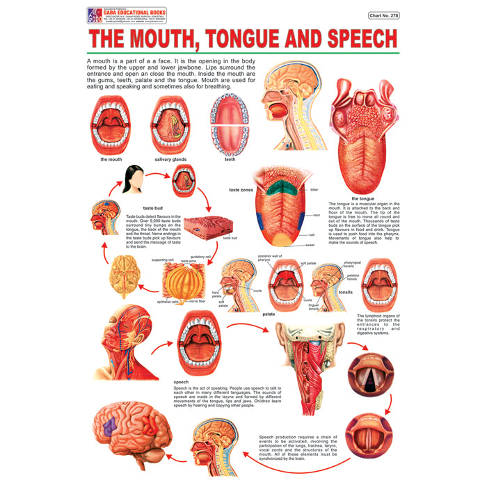 Chart No 278 (The Mouth, Tongue, and Speech) – gabaedu