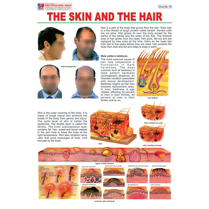 Chart No 70 (The Skin) – gabaedu