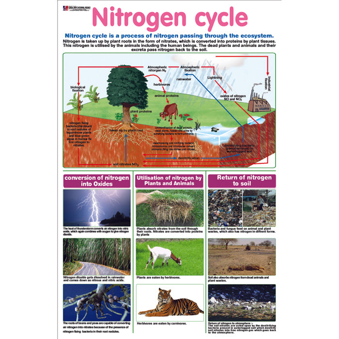 Chart No 94 (Nitrogen Cycle) – gabaedu