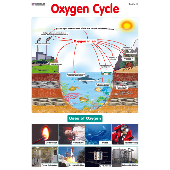 Chart No 130 (Oxygen Cycle) – gabaedu