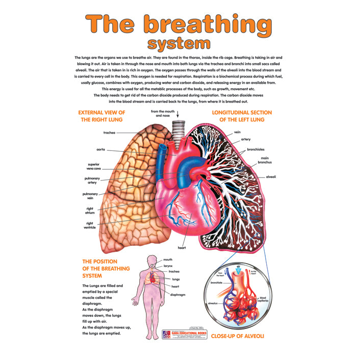 Chart No 67 (The Breathing System) – gabaedu