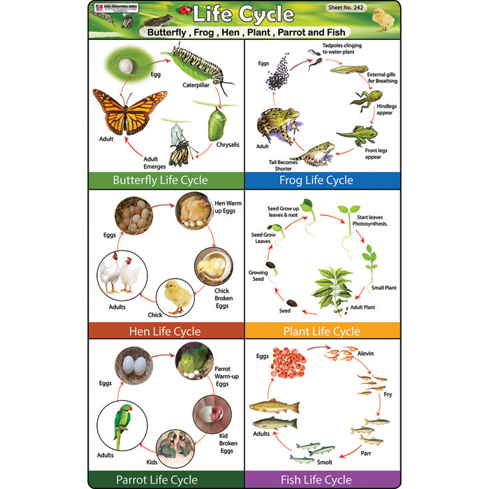 Sheet No 242 (Life Cycle) – gabaedu