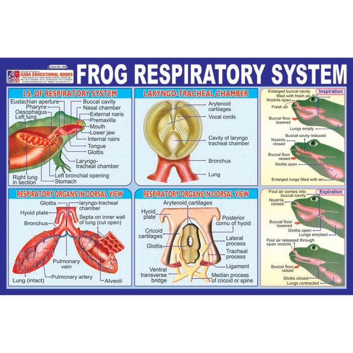 Chart No 273 (Frog Respiratory System) – gabaedu