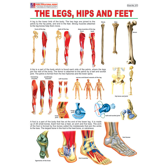 Chart No 277 (The Legs, Hips and Feet) – gabaedu