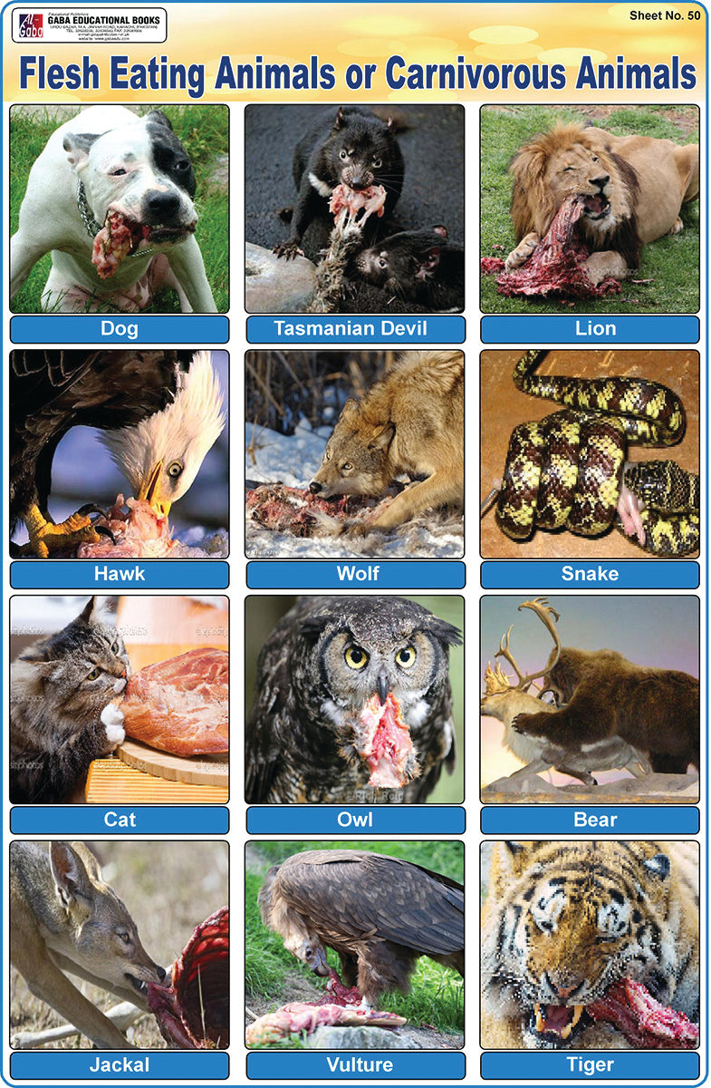 Sheet No 50 (Flesh Eating Animals or Carnivorous Animals) – gabaedu