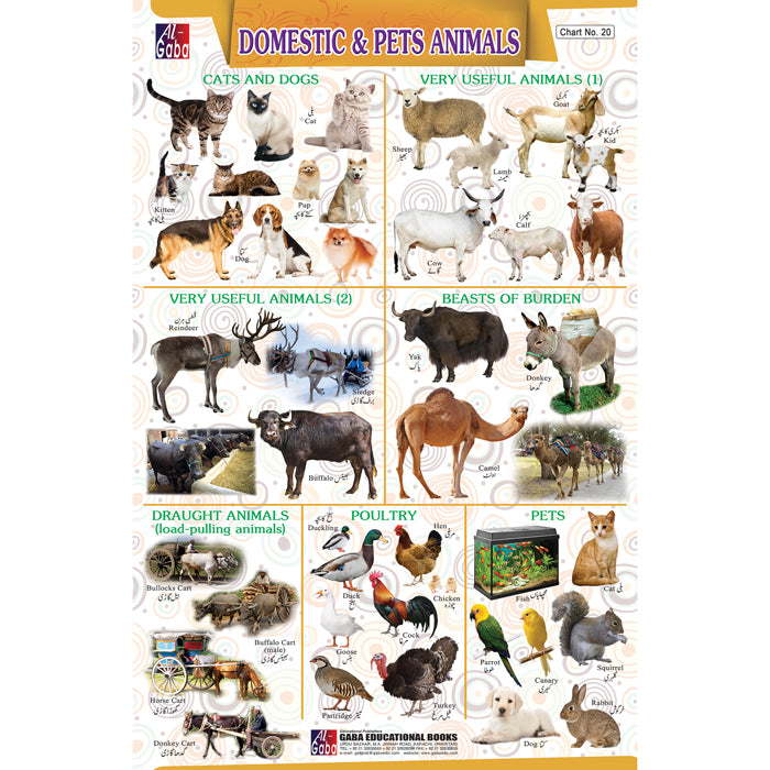 Chart No 20 (Domestic and Pets Animals) – gabaedu