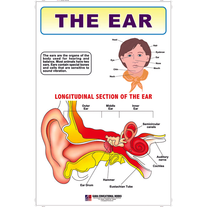 Chart No (The Ear) – gabaedu