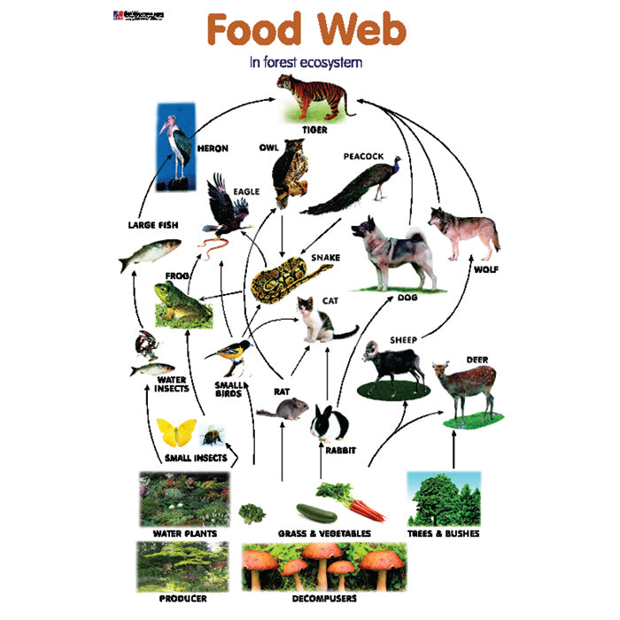 Chart No 174 (Food Web) – gabaedu