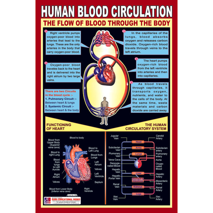 Chart No 252 (Human Blood Circulation) – gabaedu