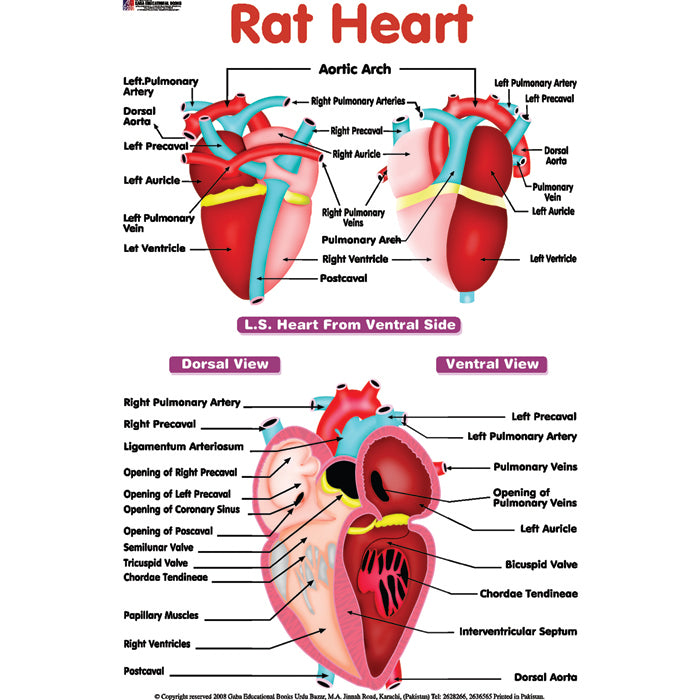 Rat Heart Diagram Free Circulatory System Rat Body Full Icons,