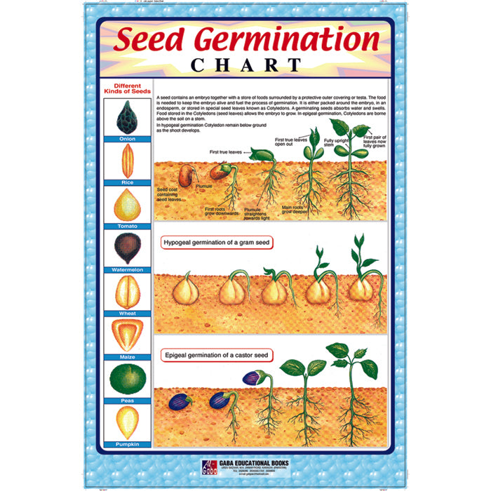 Flower Germination Chart Charts The Life Cycle Of A Plant Chart