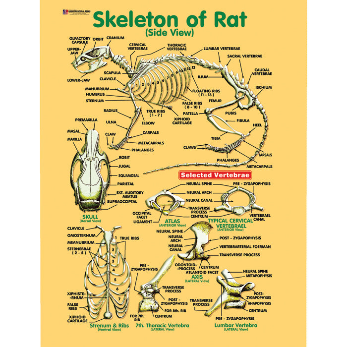 Chart No 184 (Skeleton Of Rat) – gabaedu