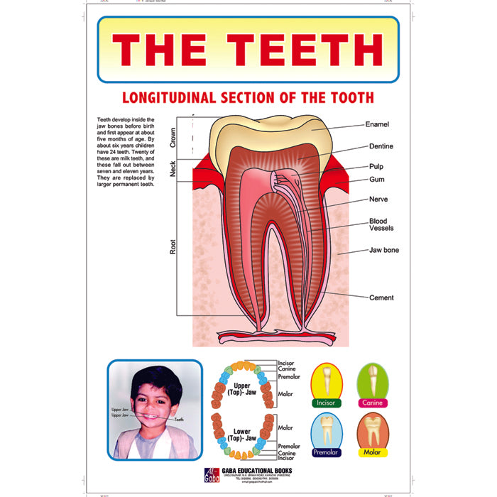 Chart No (The Teeth) – gabaedu
