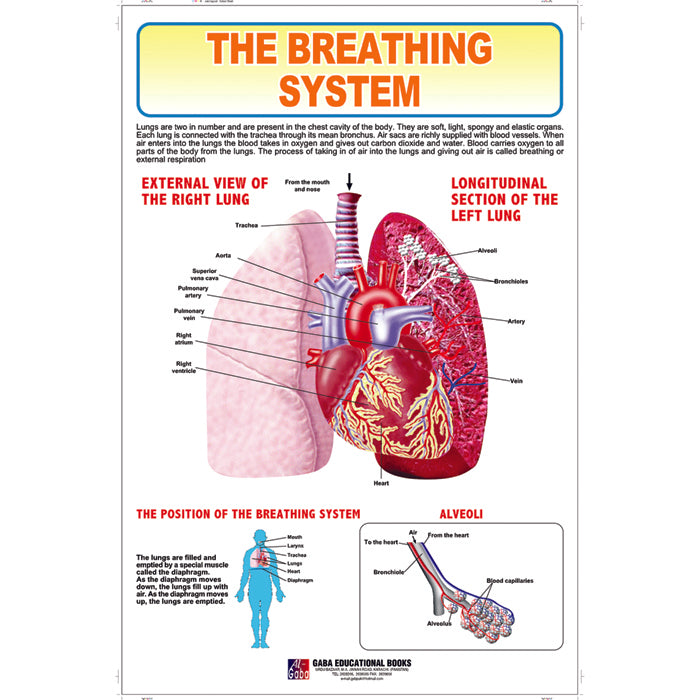 Chart No 256 (The Breathing System) – gabaedu