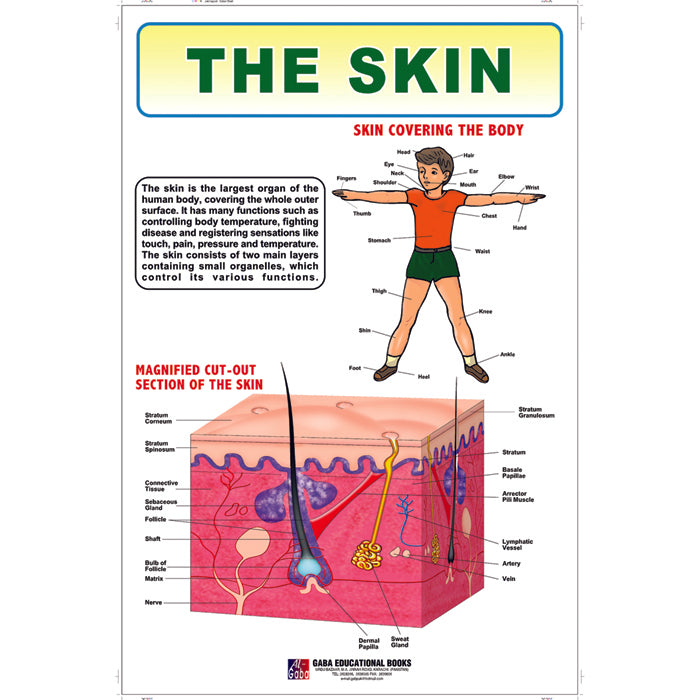 Chart No (The Skin) – gabaedu