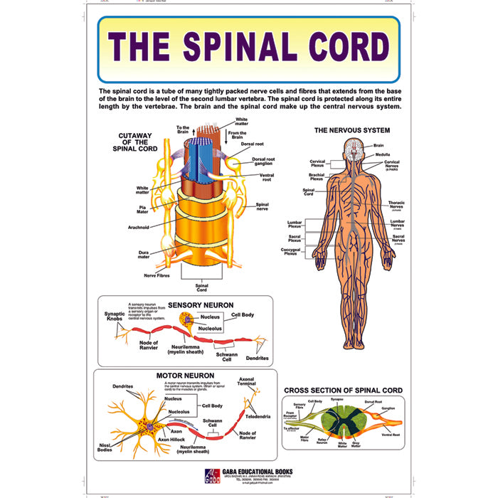 Chart No 69 (The Spinal Cord) – gabaedu
