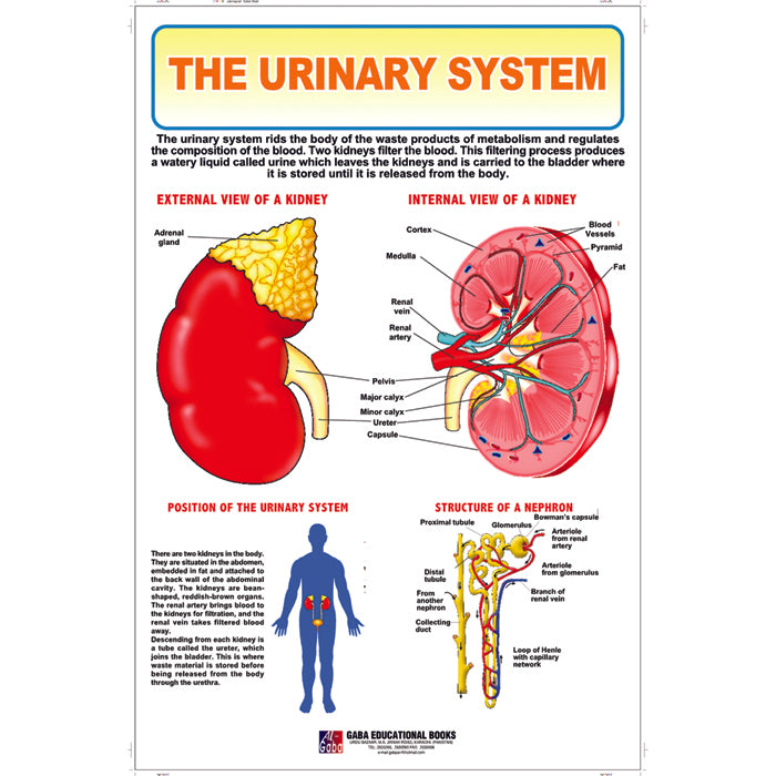 Chart No 76 (The Urinary System) – gabaedu