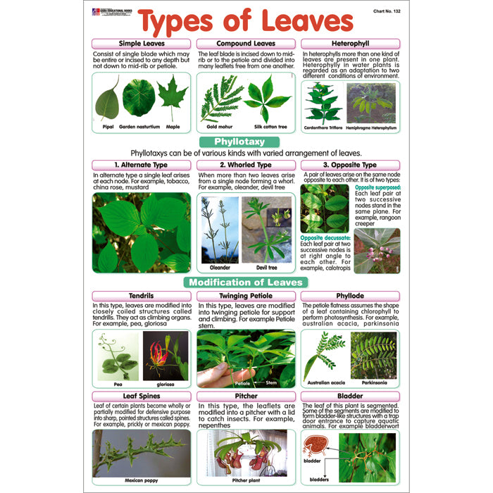 Chart No 132 (Types Of Leaves) – gabaedu